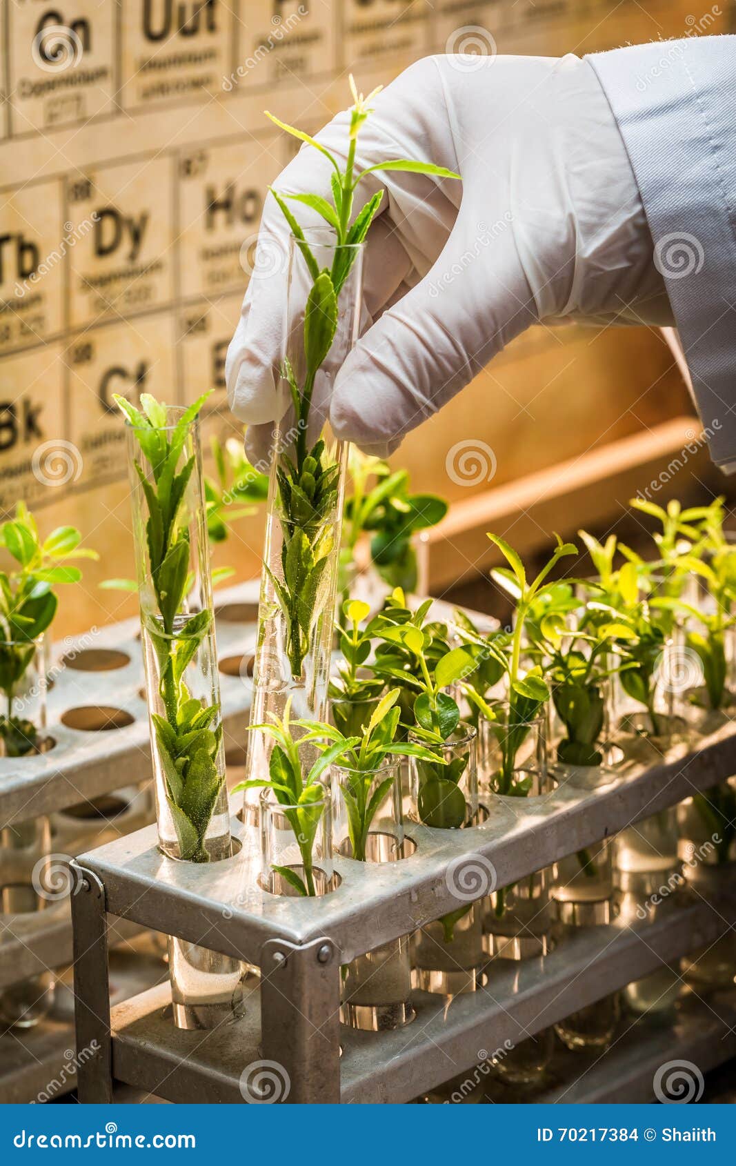 Pharmaceutical Laboratory during Study Growing Plants Stock Photo ...