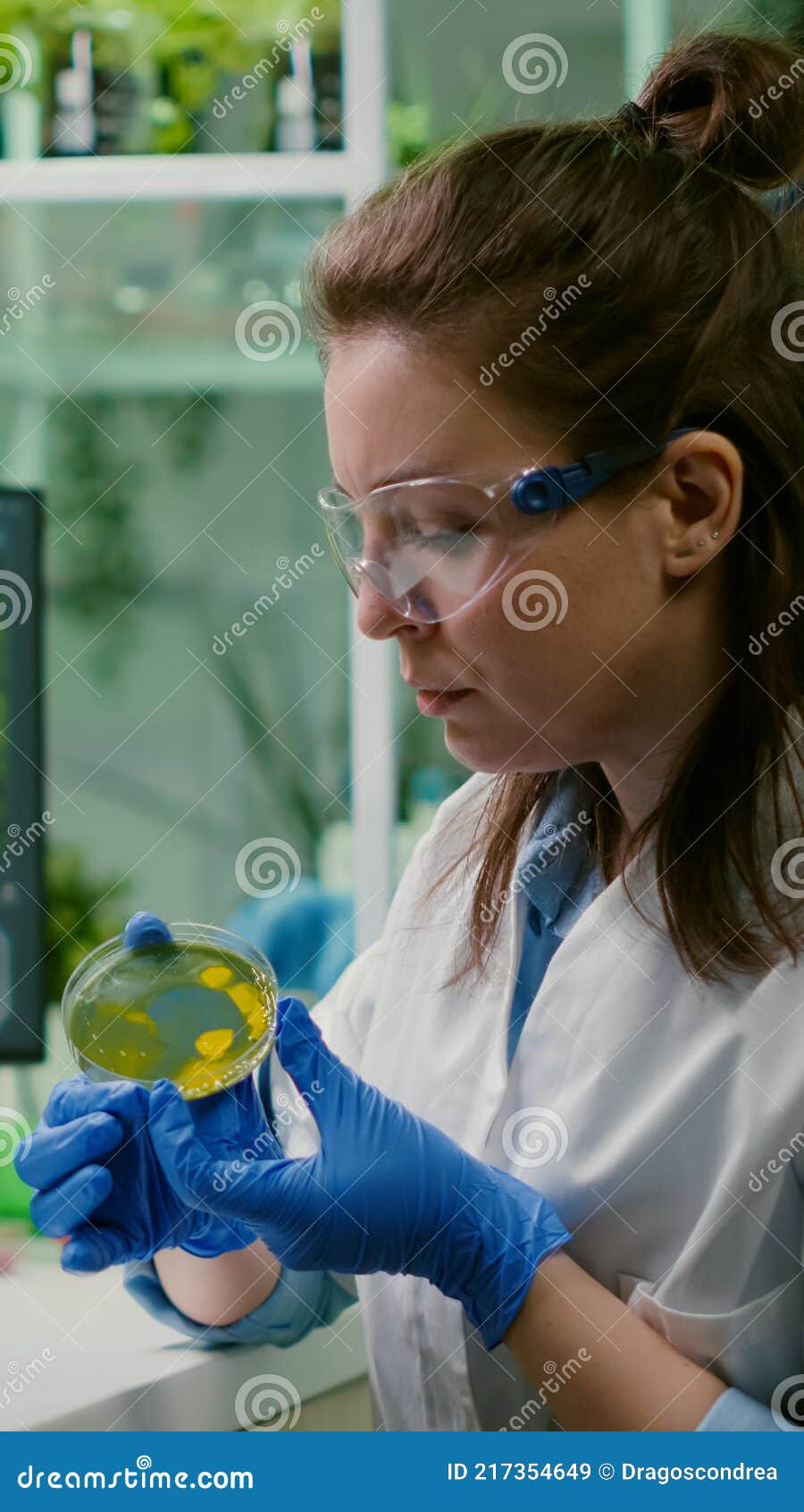 Pharmaceutical Researcher Analyzing Solution Test from Petri Dish Stock ...