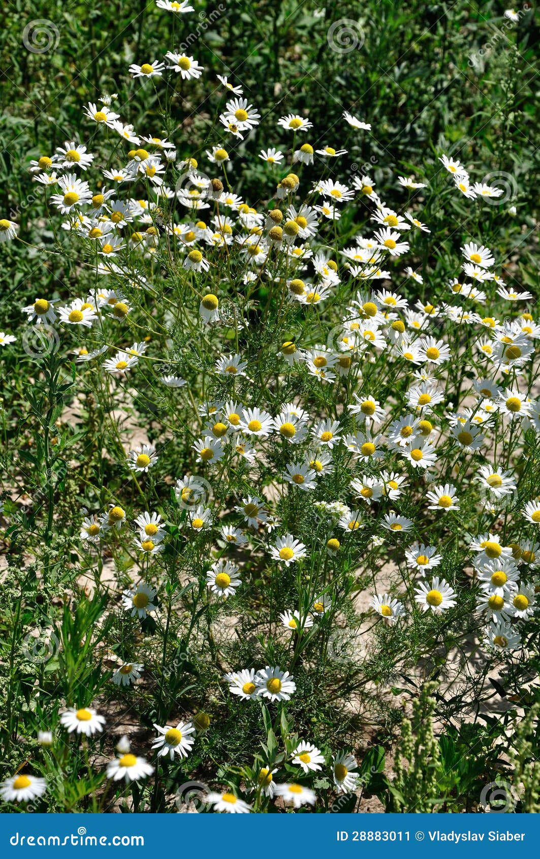 Pharmacy daisies stock image. Image of daisiy, yellow - 28883011