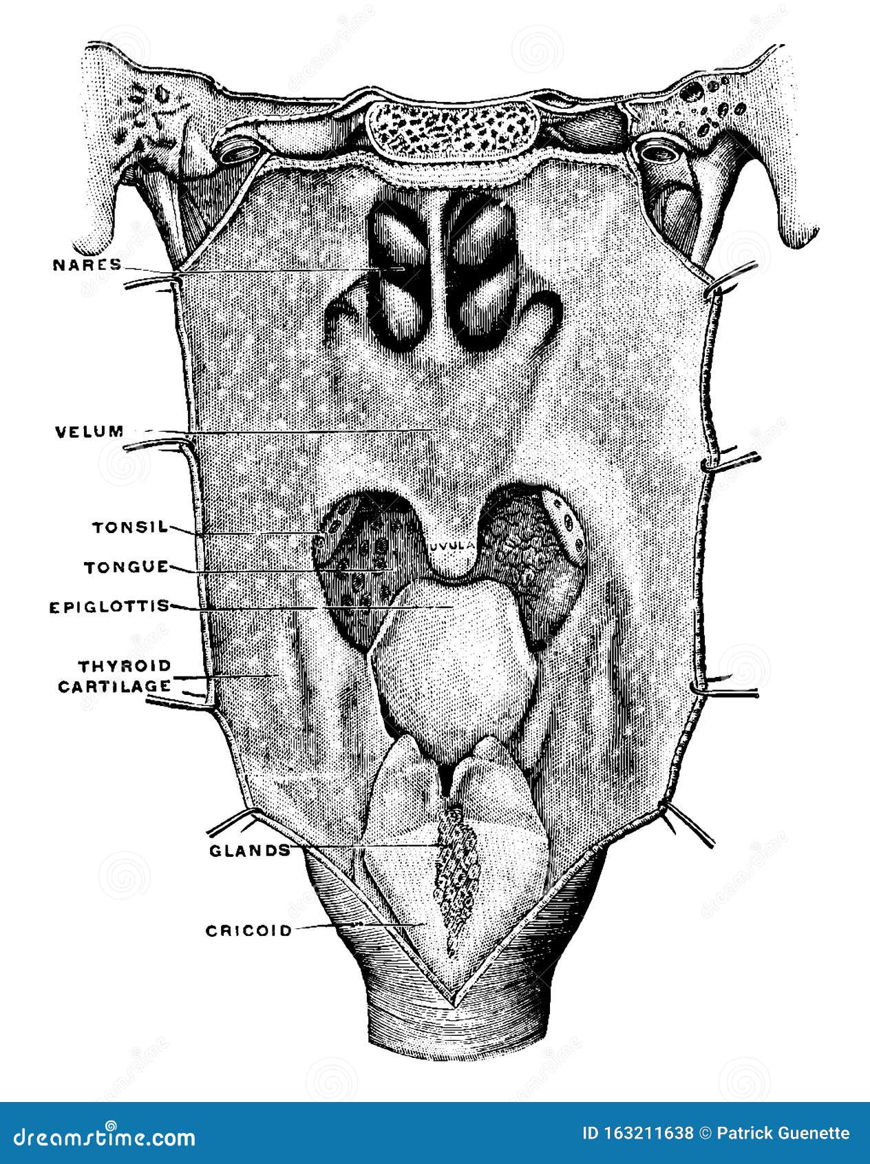 Pharynx, Vintage Illustration Stock Vector - Illustration of drawing ...