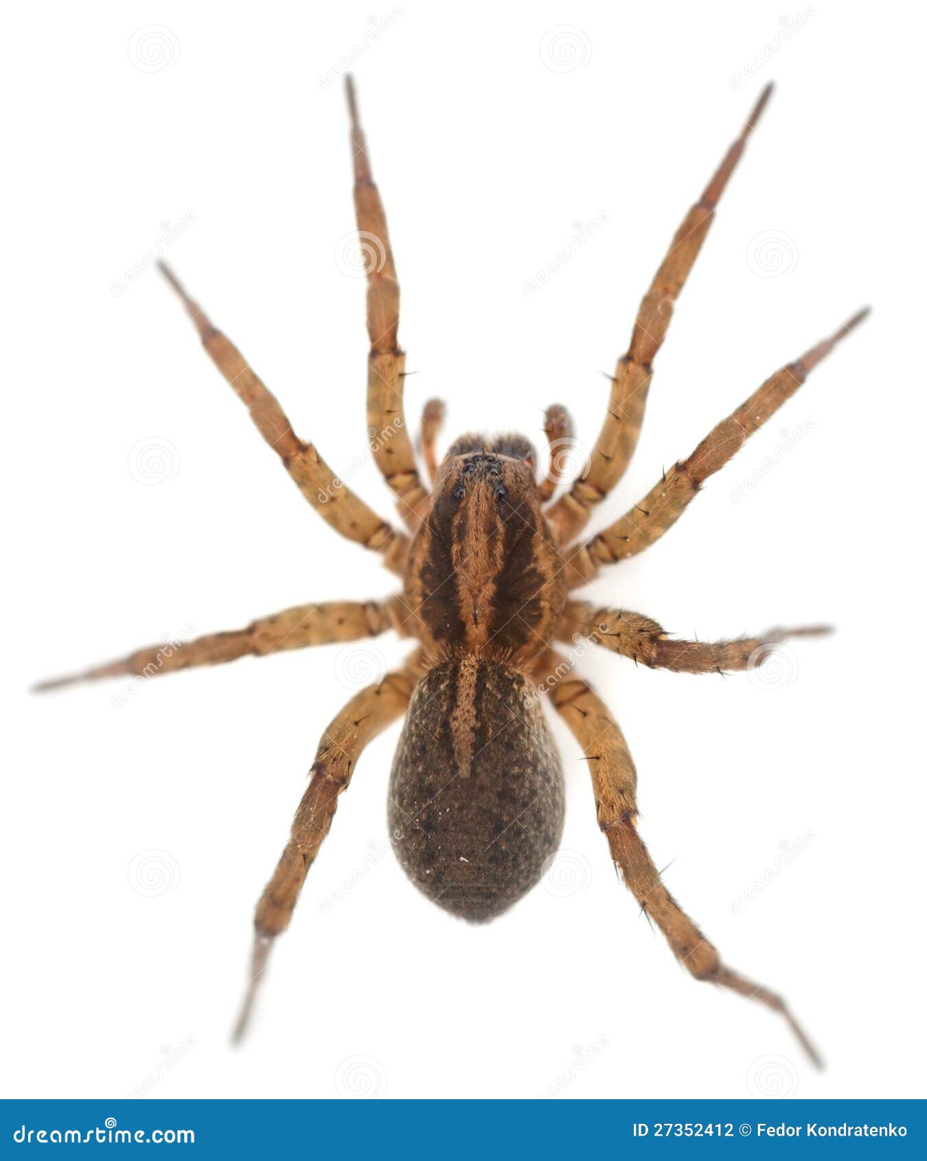 Phasenspinne Getrennt Auf Weißem Hintergrund Stockfoto - Bild von ...