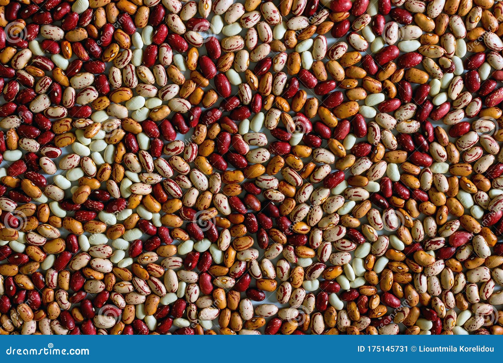 Phaseolus. Bright Multi-colored Beans. Background Stock Image - Image ...