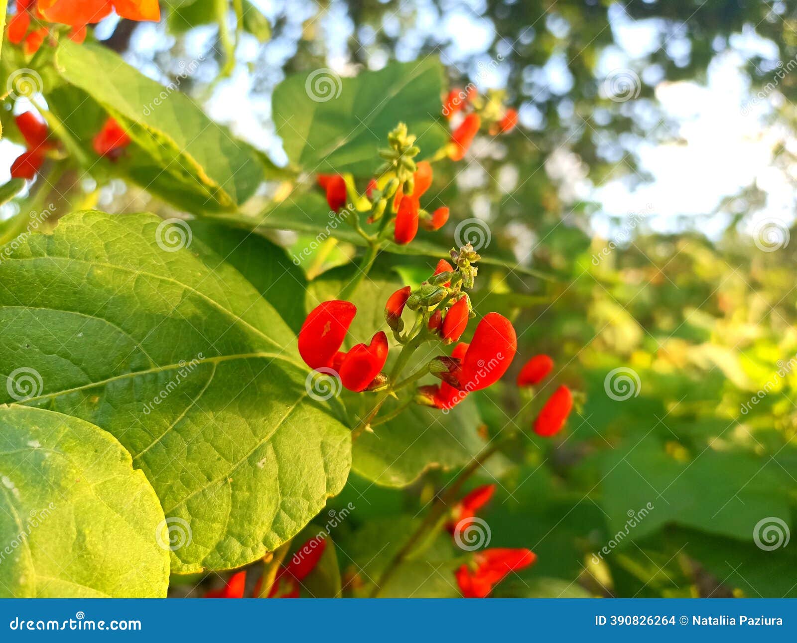 Phaseolus Coccineus, Known As Runner Bean, Scarlet Runner Bean, Or ...