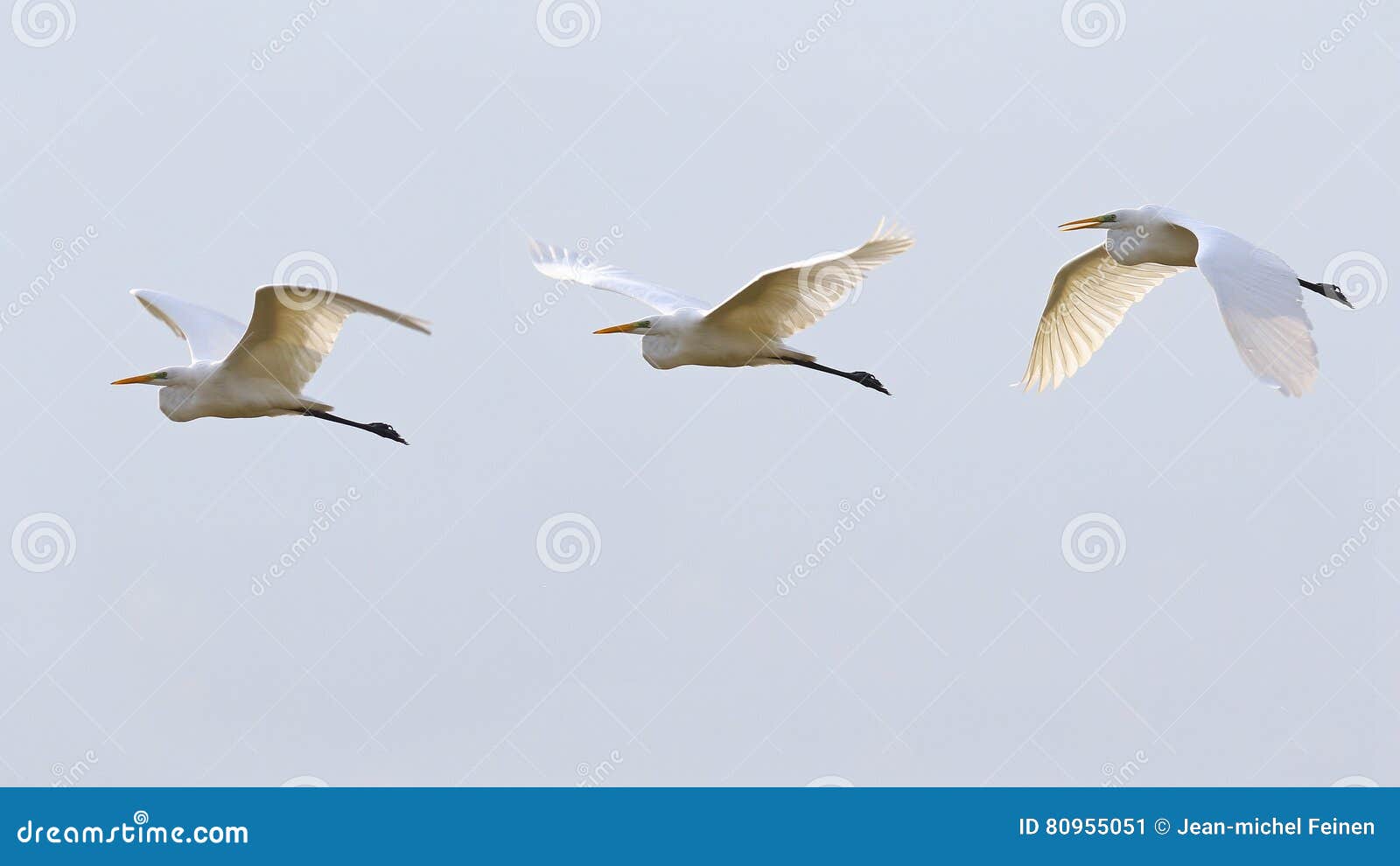 Phases of Bird Flight, White Egret Stock Image - Image of white, large ...