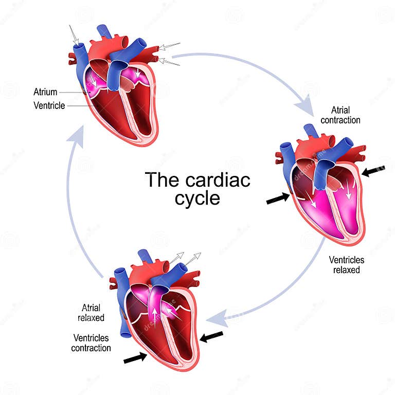 Phases Of The Cardiac Cycle Stock Vector Illustration Of Science