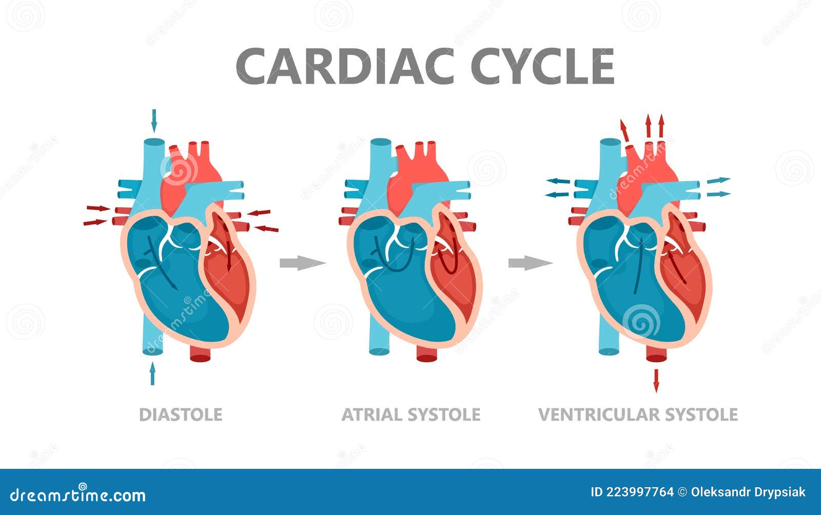 Cardiac Cycle With Heart Diastole And Systole Process Labeled Outline Diagram Cartoon Vector