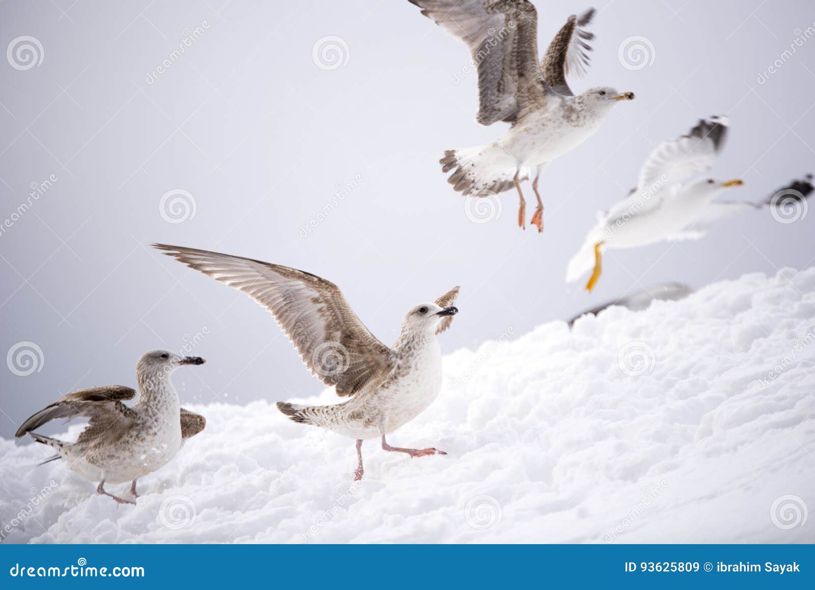 Phases of a flight stock image. Image of flying, flight - 93625809