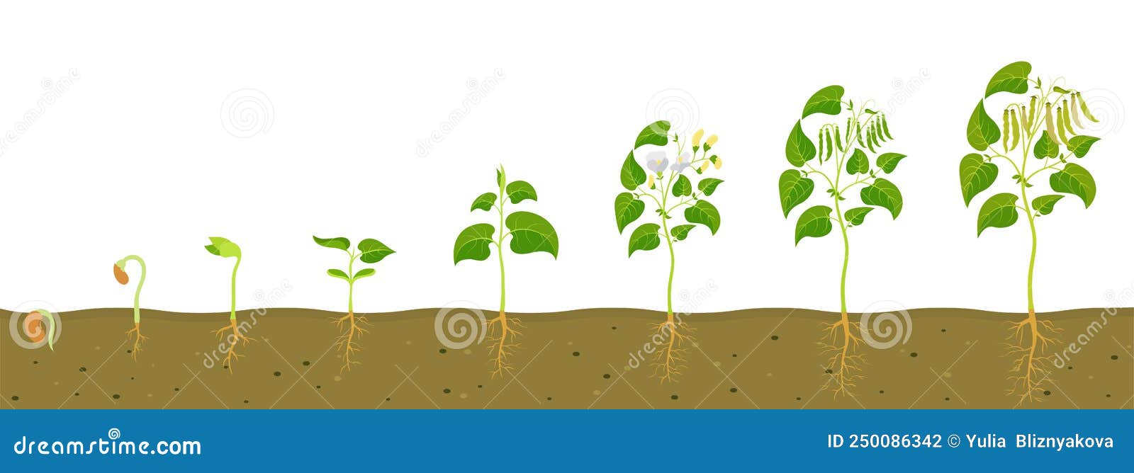 Phases of Germination and Development of Bean Seed. Stock Vector ...