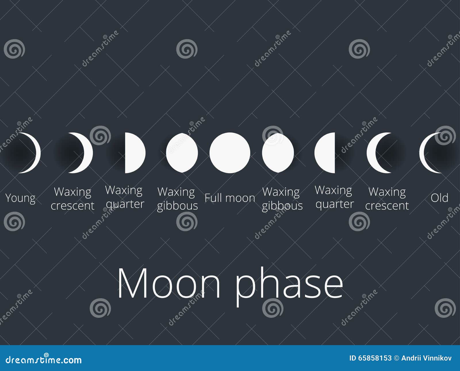 The Phases of the Moon. the Whole Cycle from New Moon To Full Stock ...