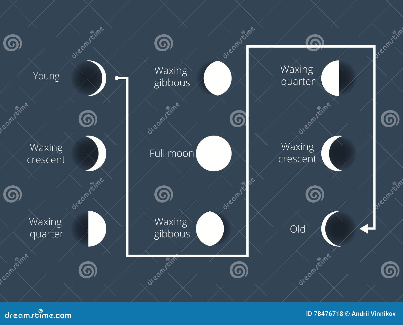 The Phases of the Moon. the Whole Cycle from New Moon To Full Stock ...