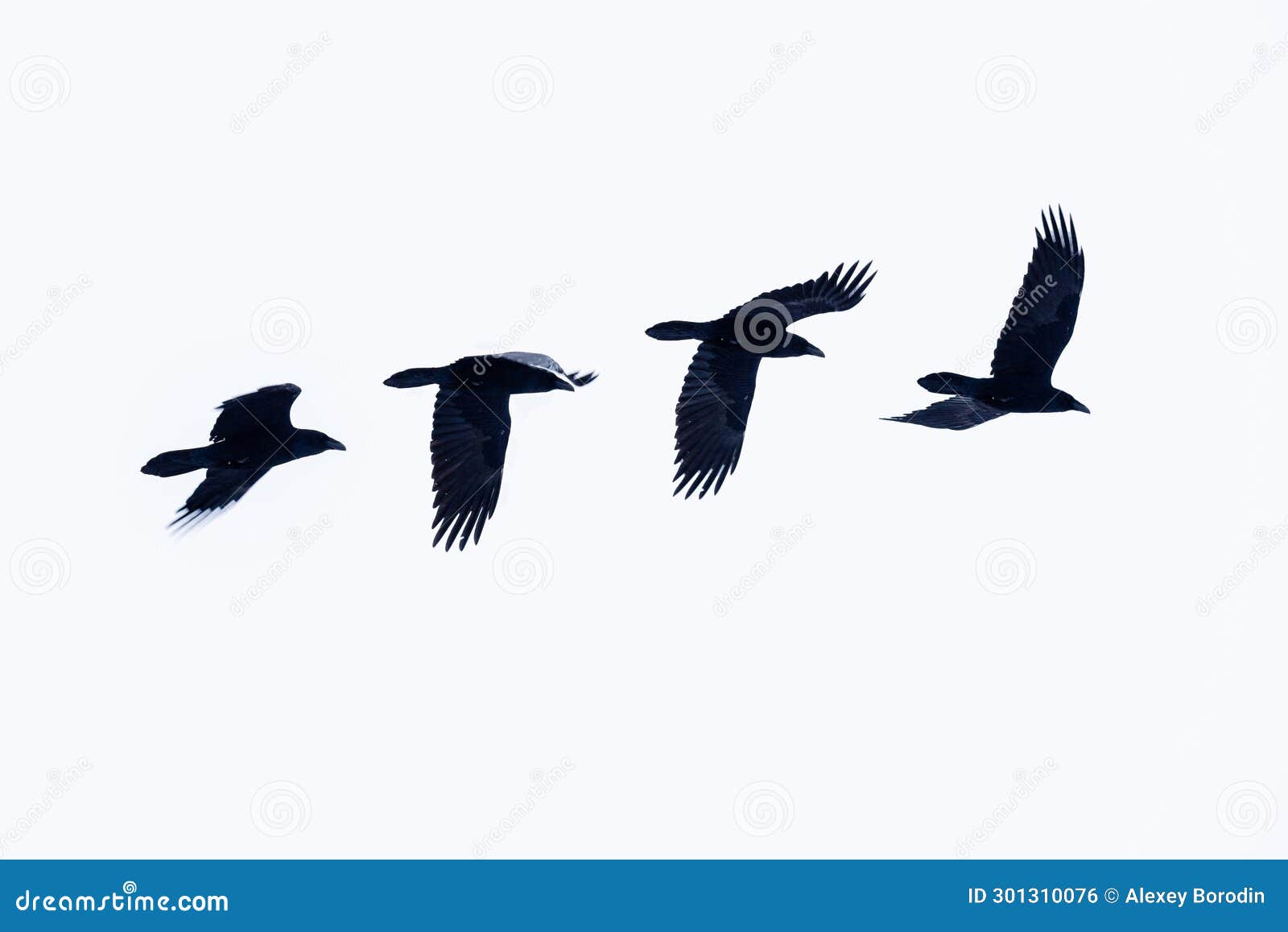 Phases of the Raven S Flight Stock Photo - Image of symbol, ornithology ...