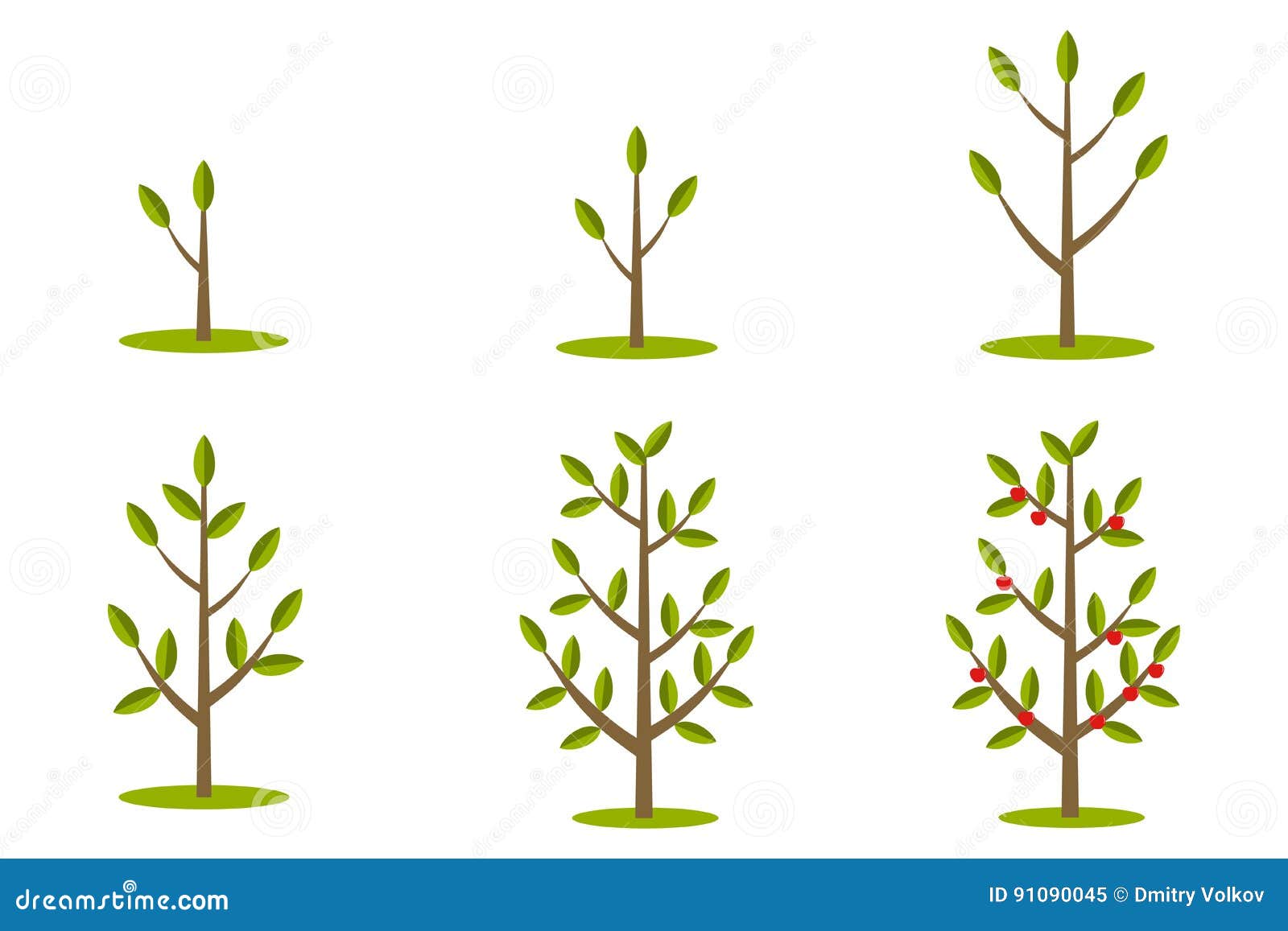 Phases Of Tree Growth, Vegetative Period Of The Plant. Plant ...