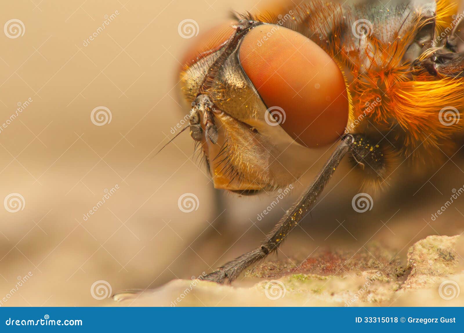 Phasia hemiptera stock photo. Image of macrophotography - 33315018