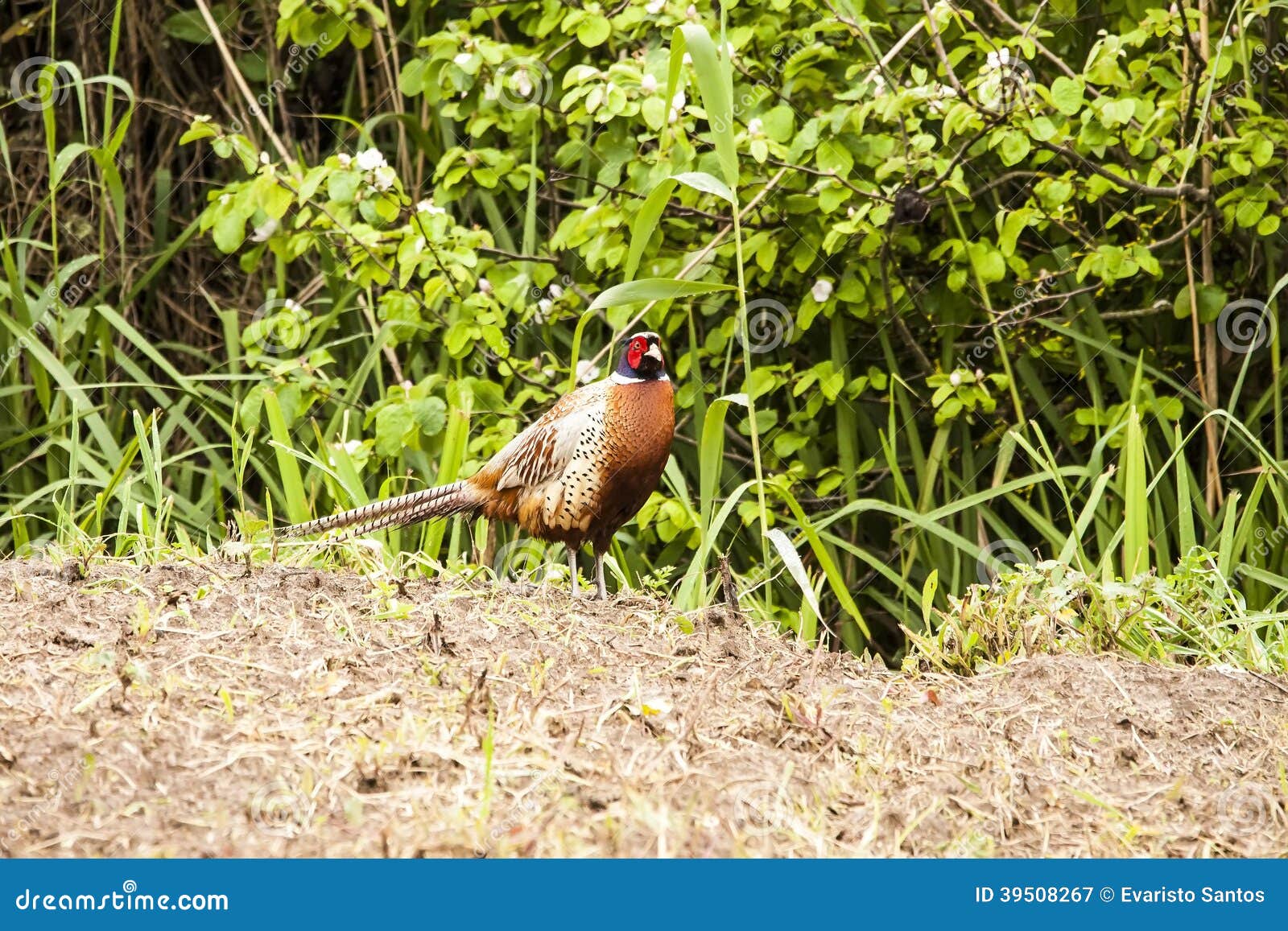 Phasianus Colchicus - Pheasant Stock Image - Image of nature, colored ...