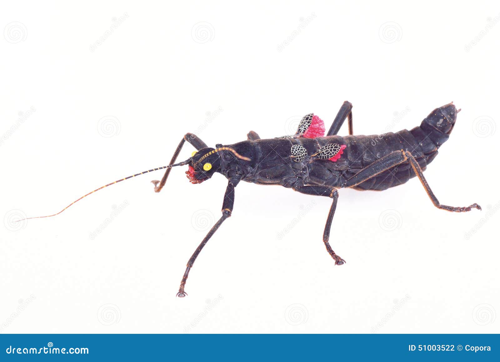 Phasmatodea foto de archivo. Imagen de hoja, caminar - 51003522