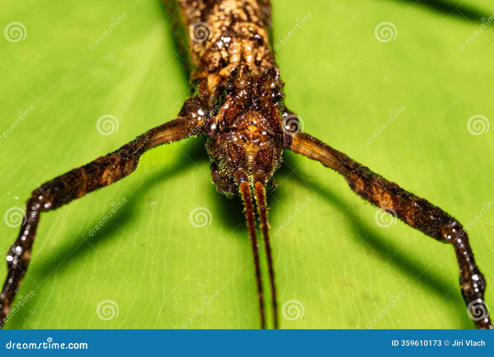 The Phasmatodea in the Nature Habitat. Night Photography in Costa Rica ...