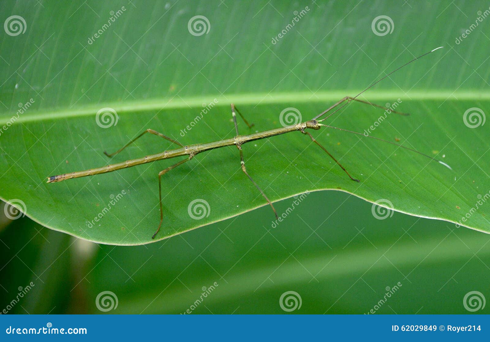 Phasmatodea stock image. Image of phasmatodea, completely - 62029849