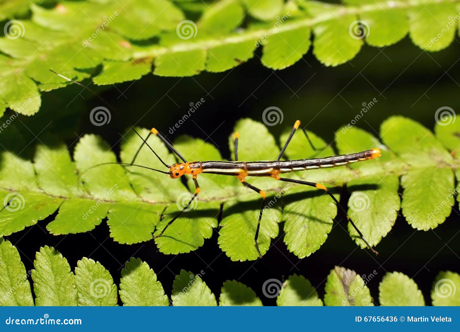 Tropical Phasmatodea Eurycantha Calcarata Royalty-Free Stock ...