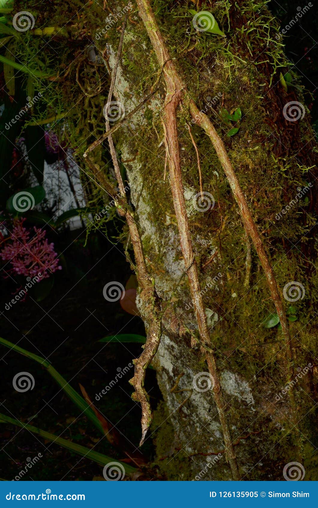 Close Up Image of a Well Camouflaged Stick Insect Stock Image - Image ...