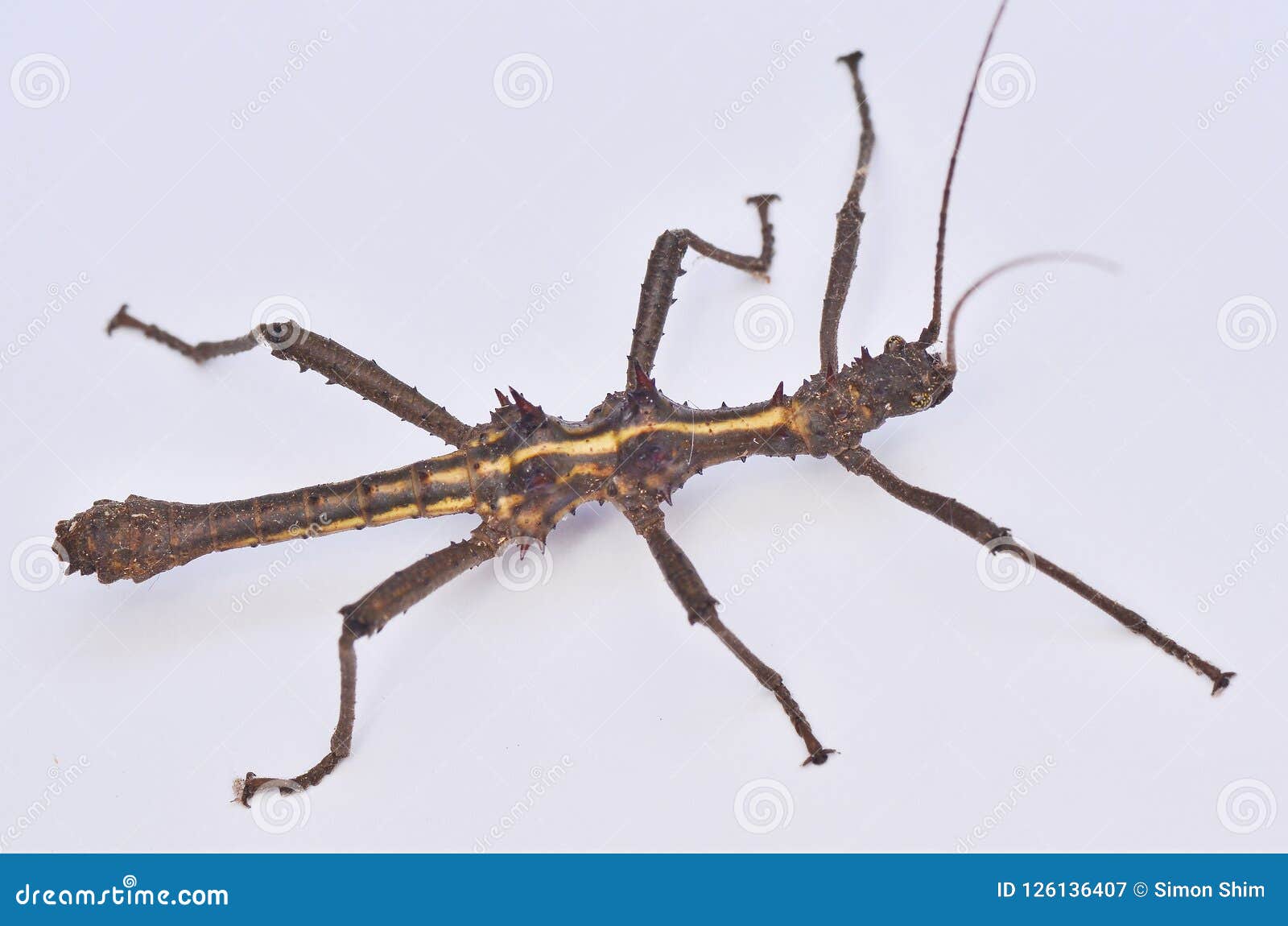 Macro Image Spiny Stick Insect Isolated on White Background Stock Image ...