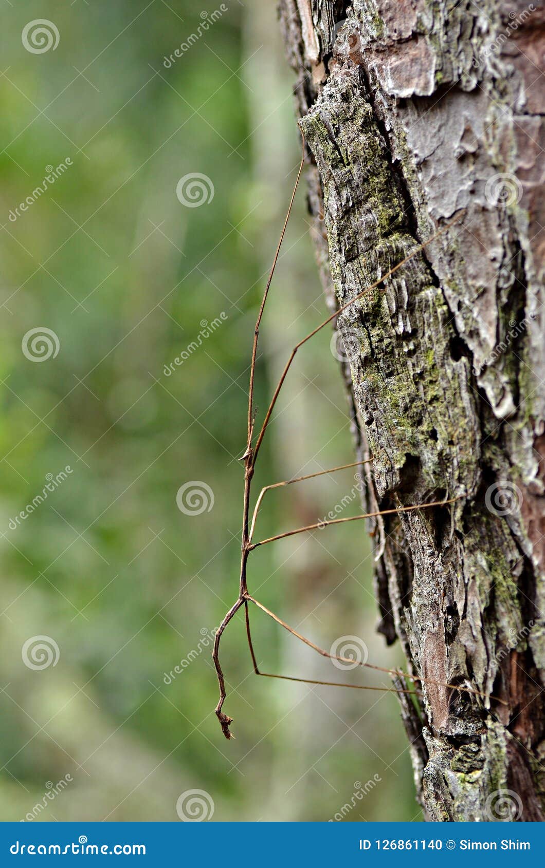 Stick Insect Camouflaged on Tree Trunk Stock Photo - Image of nature ...