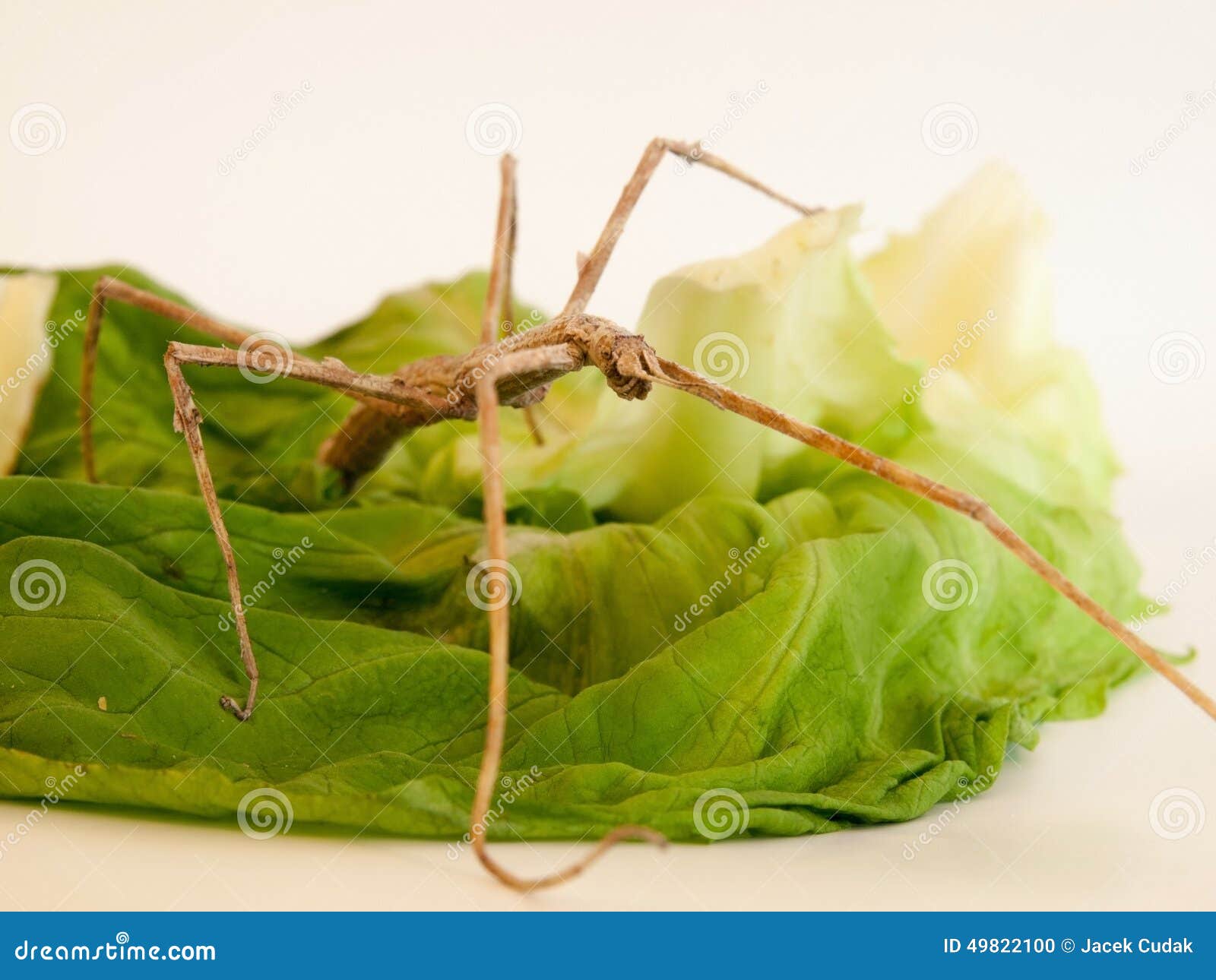 Phasmatodea stock photo. Image of phasmatodea, insect - 49822100