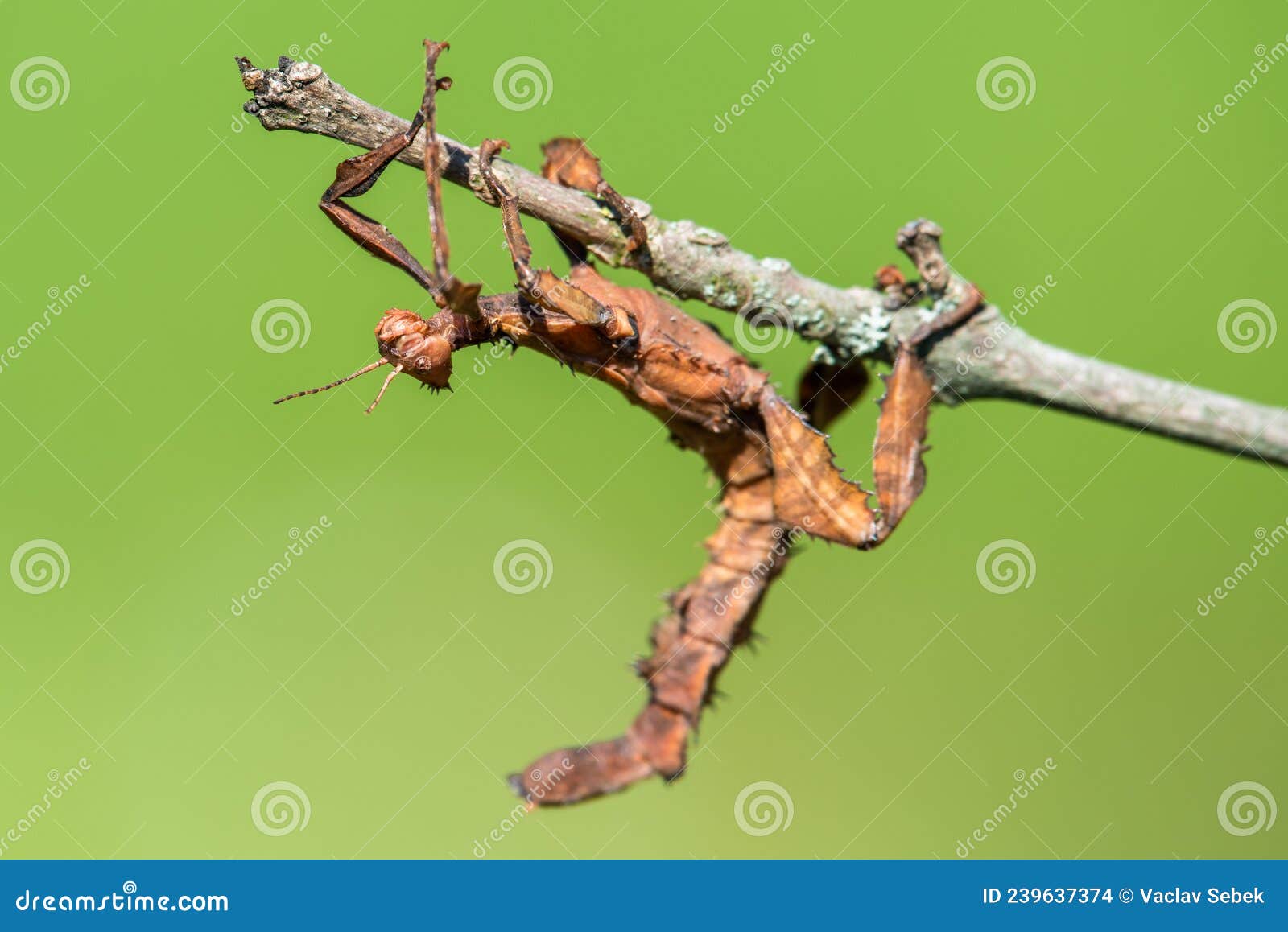 The Phasmatodea Sitting on a Branch Stock Photo - Image of hidden ...