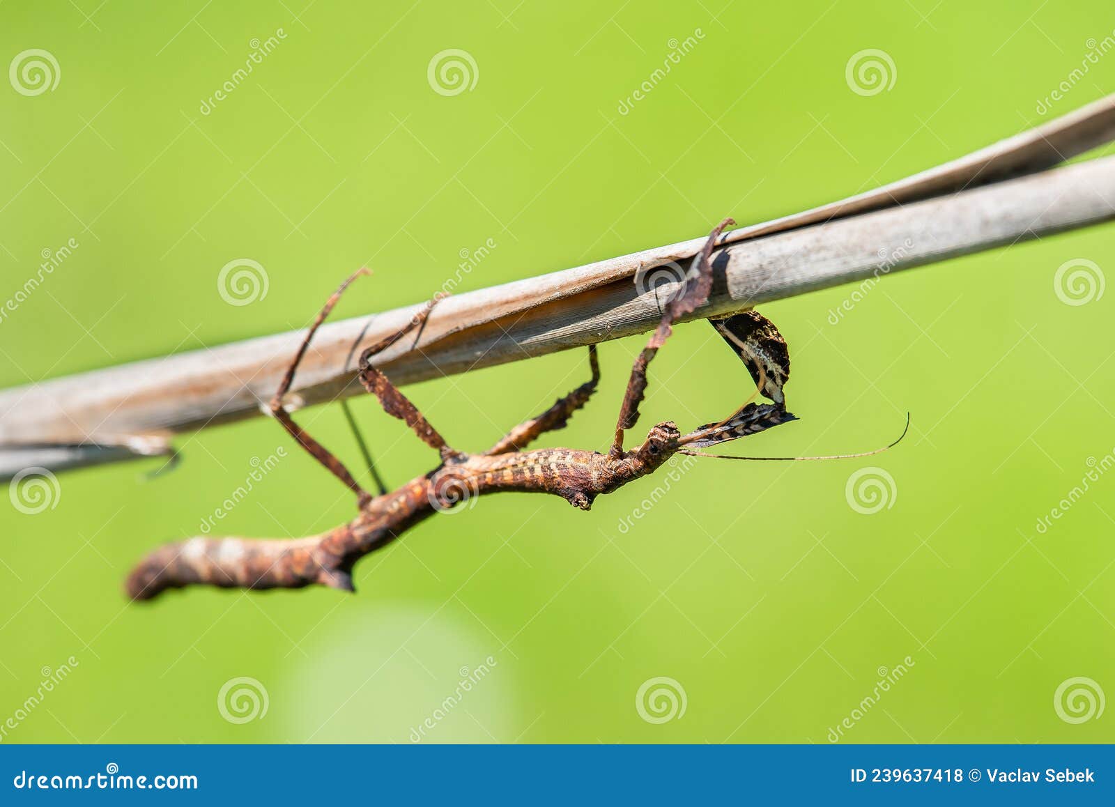 The Phasmatodea Sitting on a Branch Stock Photo - Image of color ...