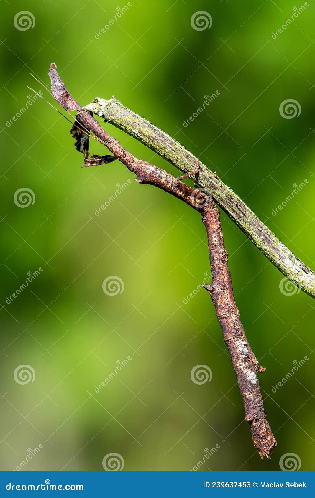 The Phasmatodea Sitting on a Branch Stock Image - Image of color ...