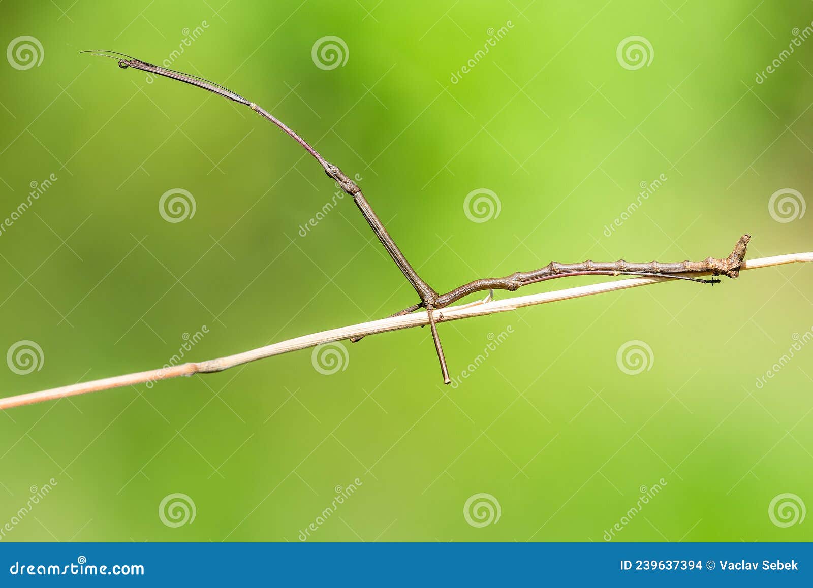 The Phasmatodea Sitting on a Branch Stock Photo - Image of animal ...
