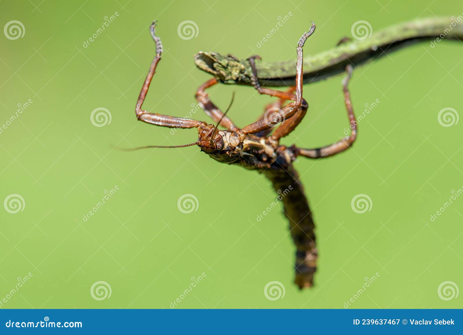 The Phasmatodea Sitting on a Branch Stock Image - Image of camouflage ...