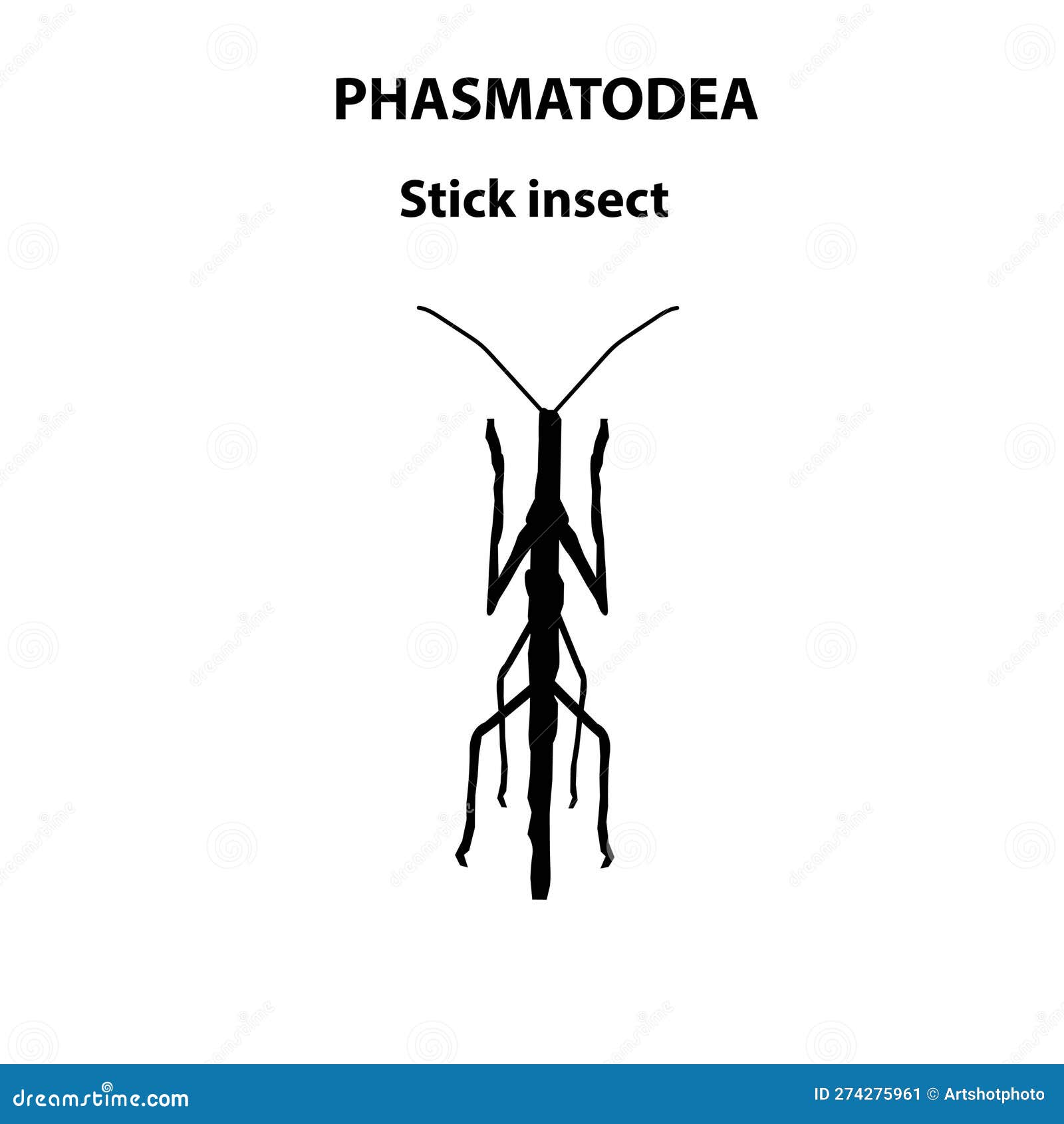 Phasmatodea Stick Insect for Scientific Study Stock Vector ...