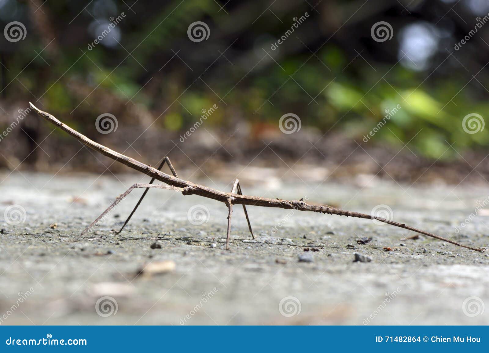 Phasmatodea ,on the Taiwan. Stock Photo - Image of jaws, stick: 71482864
