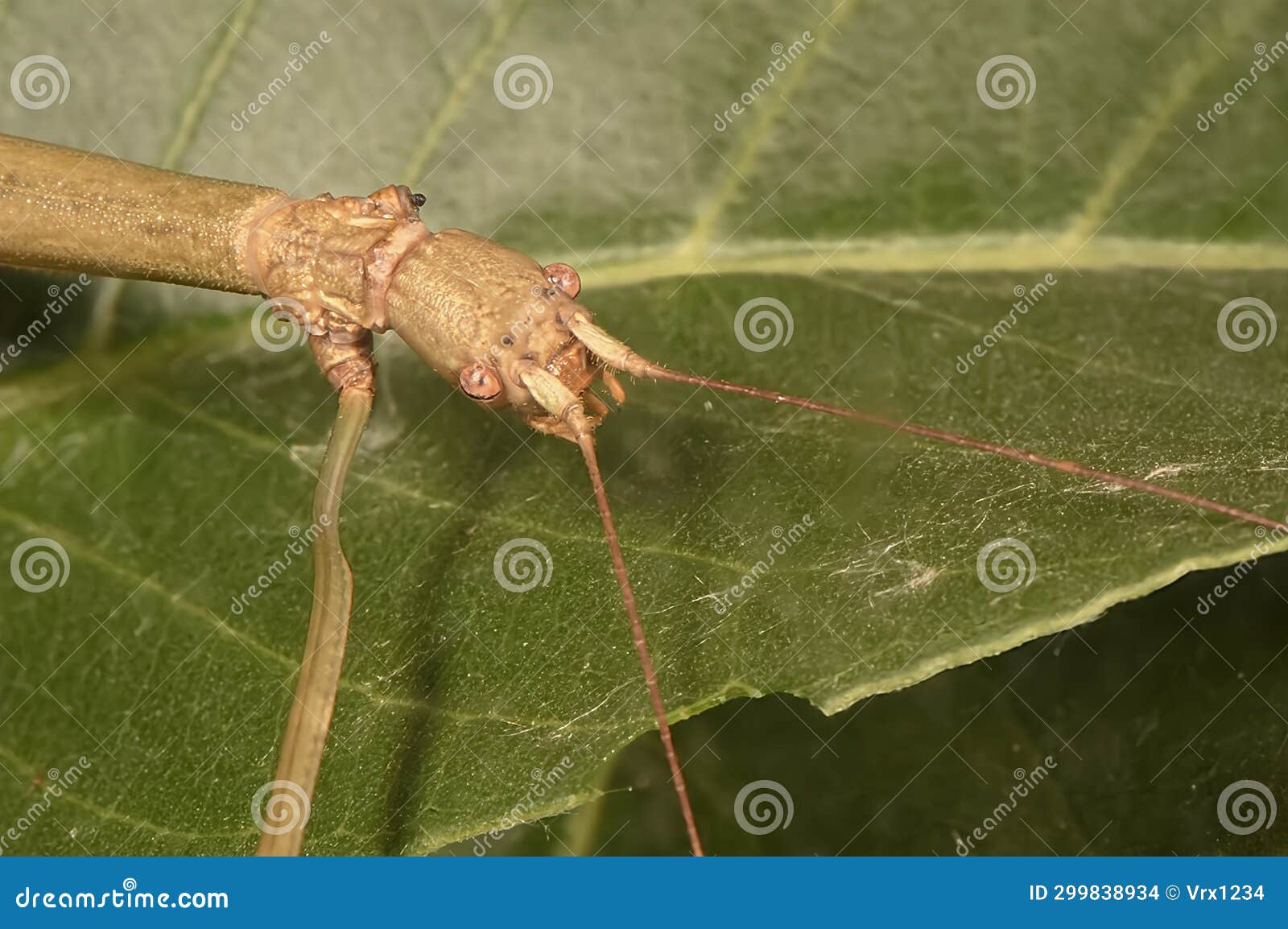 Phasmatodea , Walkingstick Insect Eating Green Leaf. Extreme Closeup ...