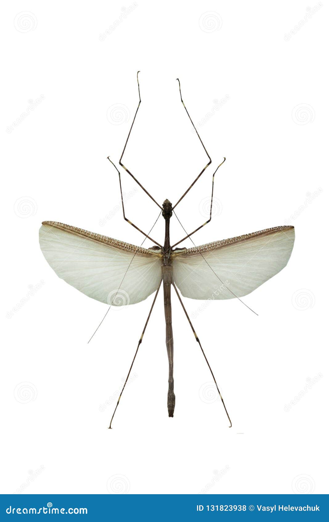 Phasmidae Isolated on a White Stock Photo - Image of natural ...