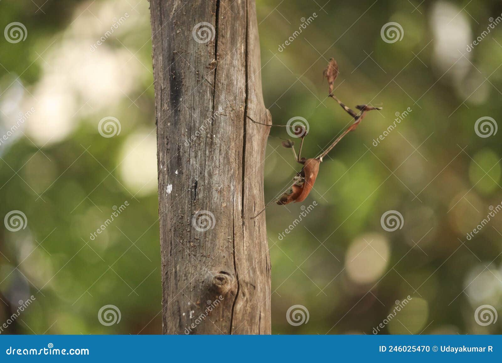 Phasmids Insects N The Block. Stick Insects. Royalty-Free Stock Image ...