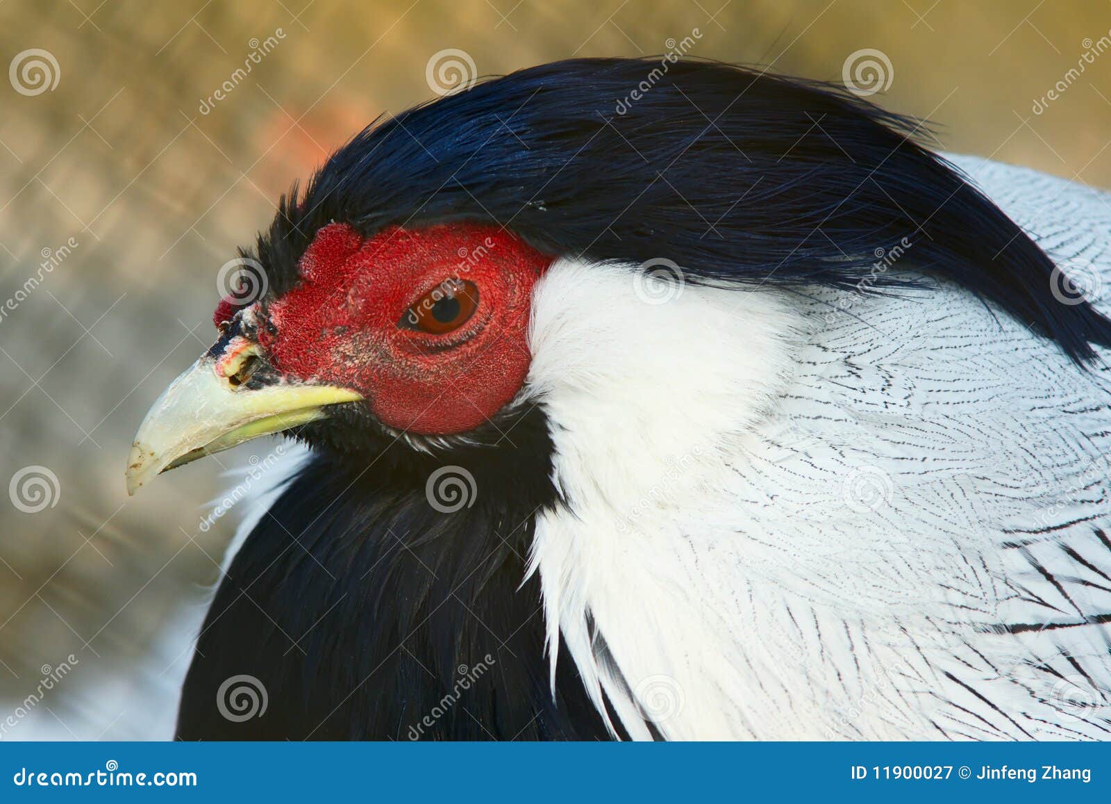 Pheasant stock image. Image of bird, chrysolophus, chook - 11900027