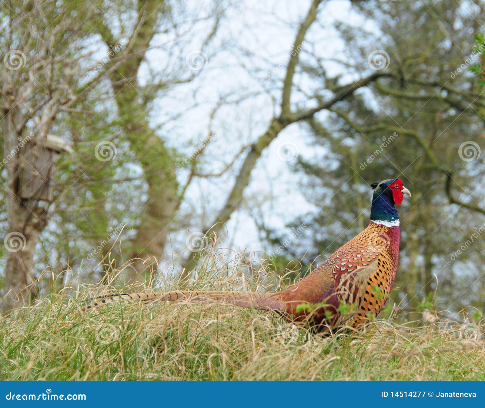 Pheasant stock image. Image of nature, posing, fauna - 14514277