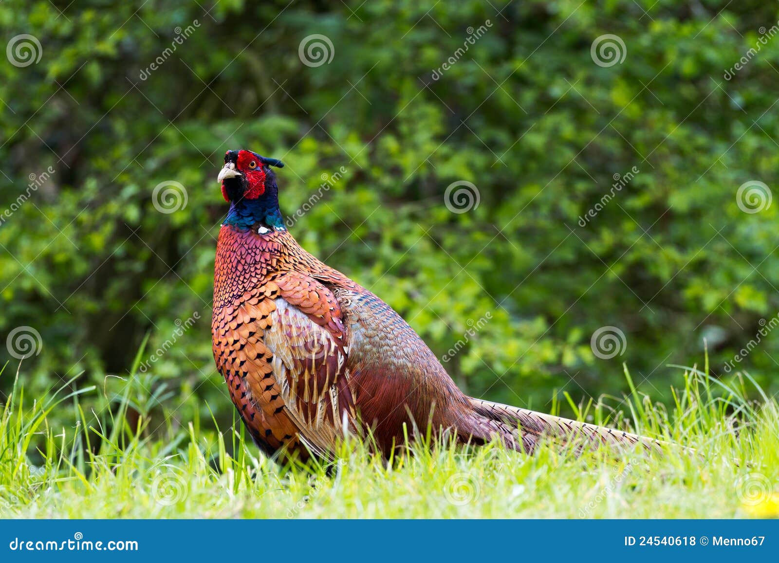 Pheasant stock photo. Image of colorful, evening, wing - 24540618