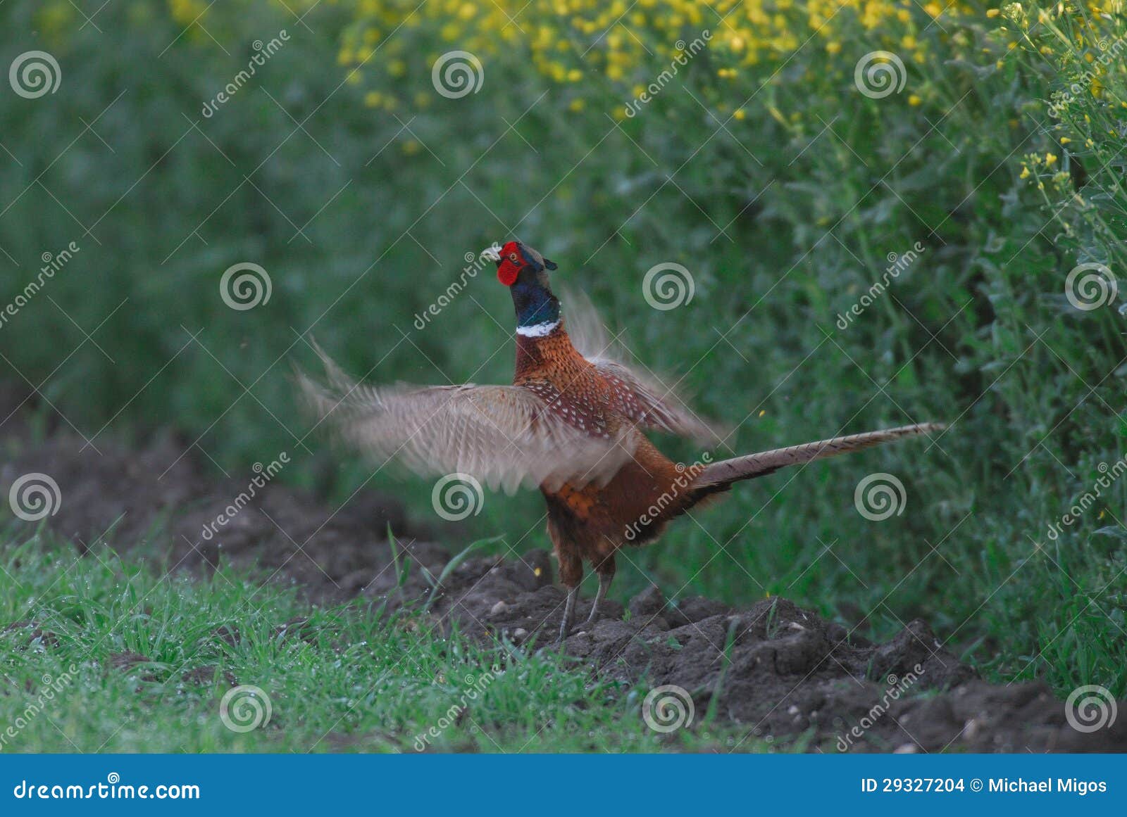 Pheasant stock photo. Image of courtshipdisplay, hunting - 29327204