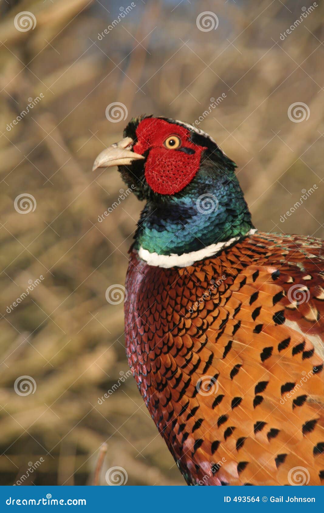 Pheasant stock photo. Image of pheasant, england, gamebird - 493564