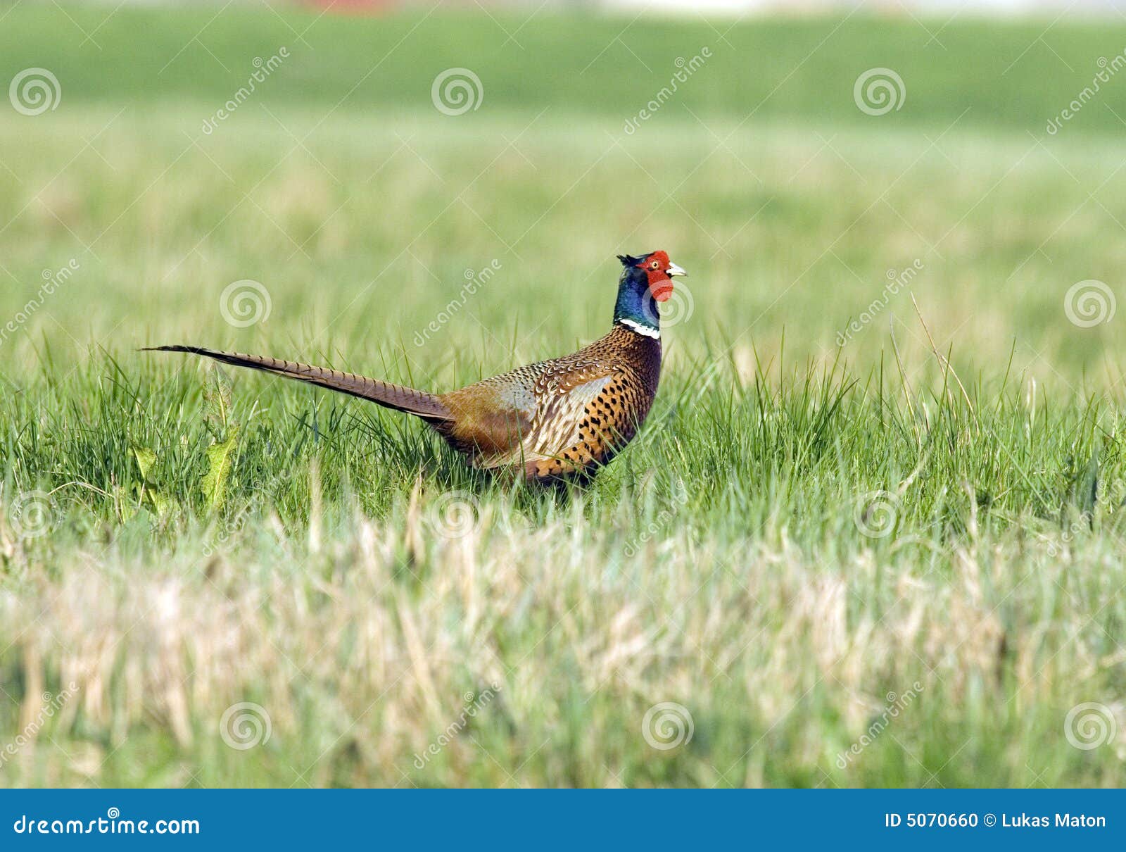 Pheasant stock photo. Image of phasianus, animals, beauty - 5070660
