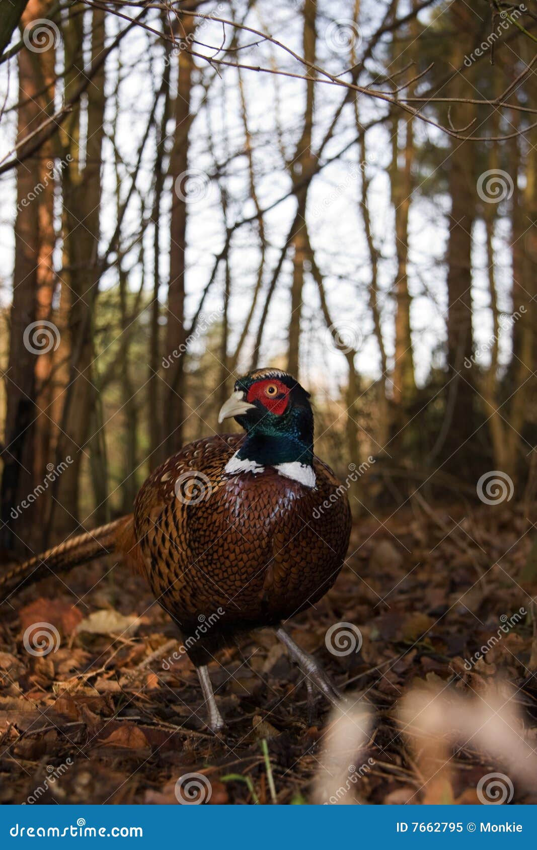 Pheasant stock image. Image of game, feeding, colours - 7662795