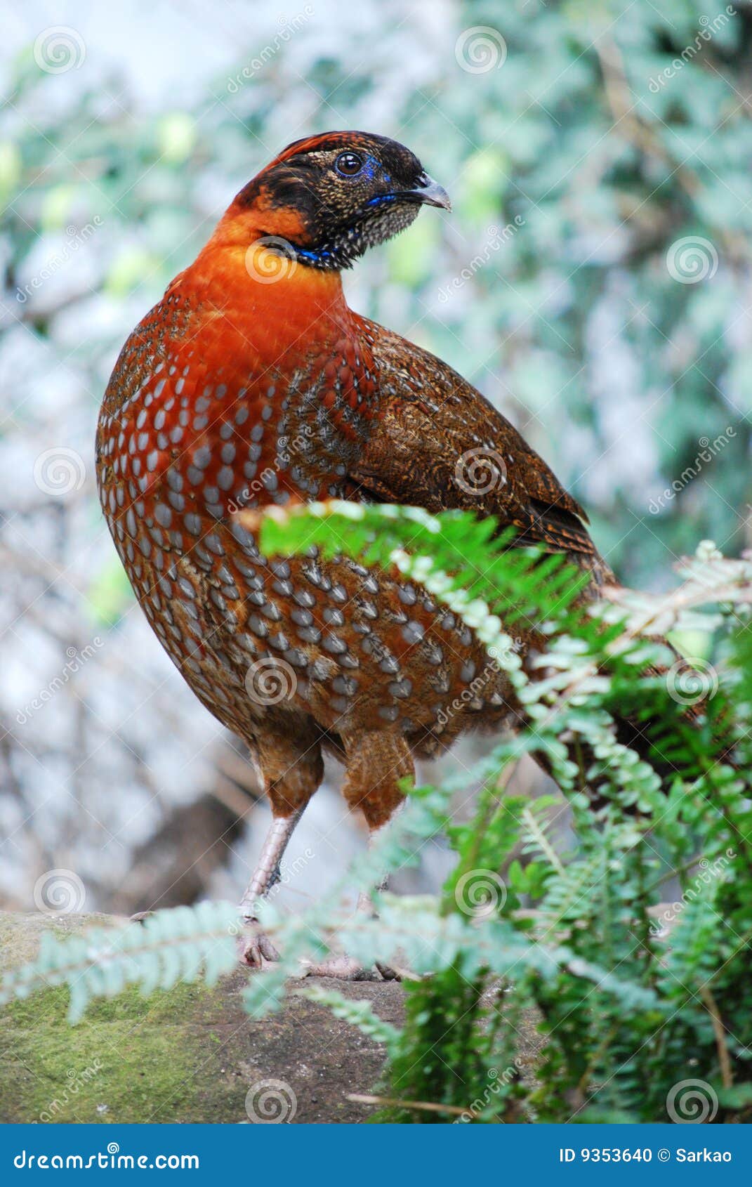 Pheasant stock photo. Image of bird, nature, forest, hymalayas - 9353640