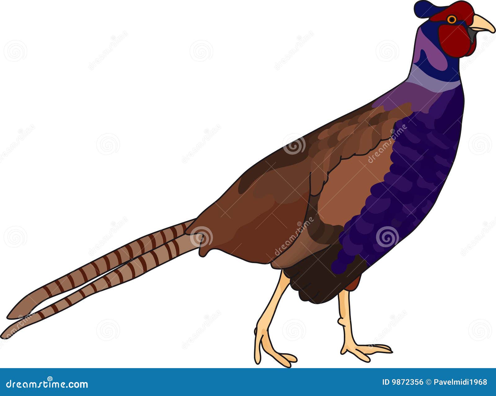 Pheasant On An Isolated White Background, Beautiful Bird Watercolor ...