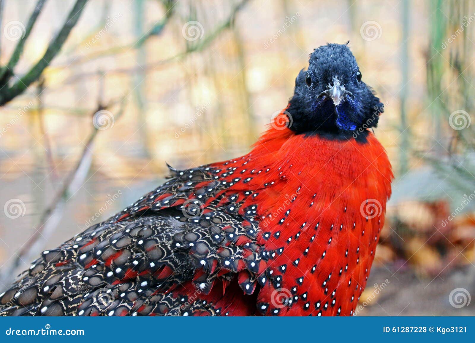 Pheasant stock photo. Image of pets, hunter, beautiful - 61287228