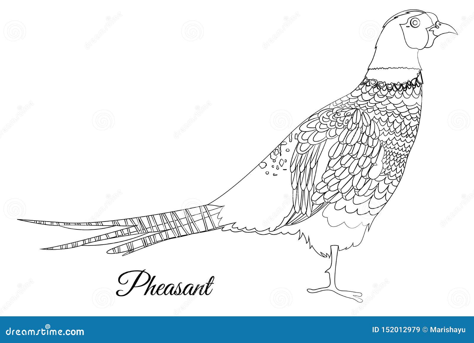 Pheasant Bird Coloring. Vector Outline Image Stock Illustration ...