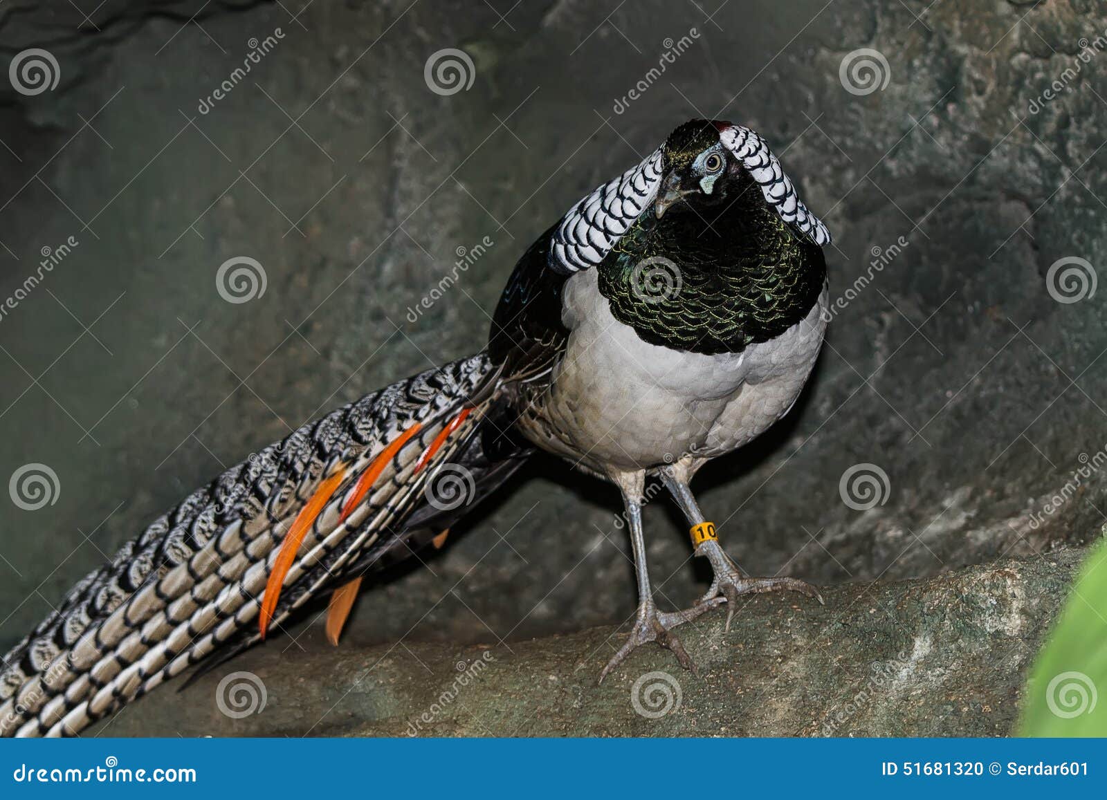 Pheasant stock photo. Image of bird, wing, pheasant, quill - 51681320
