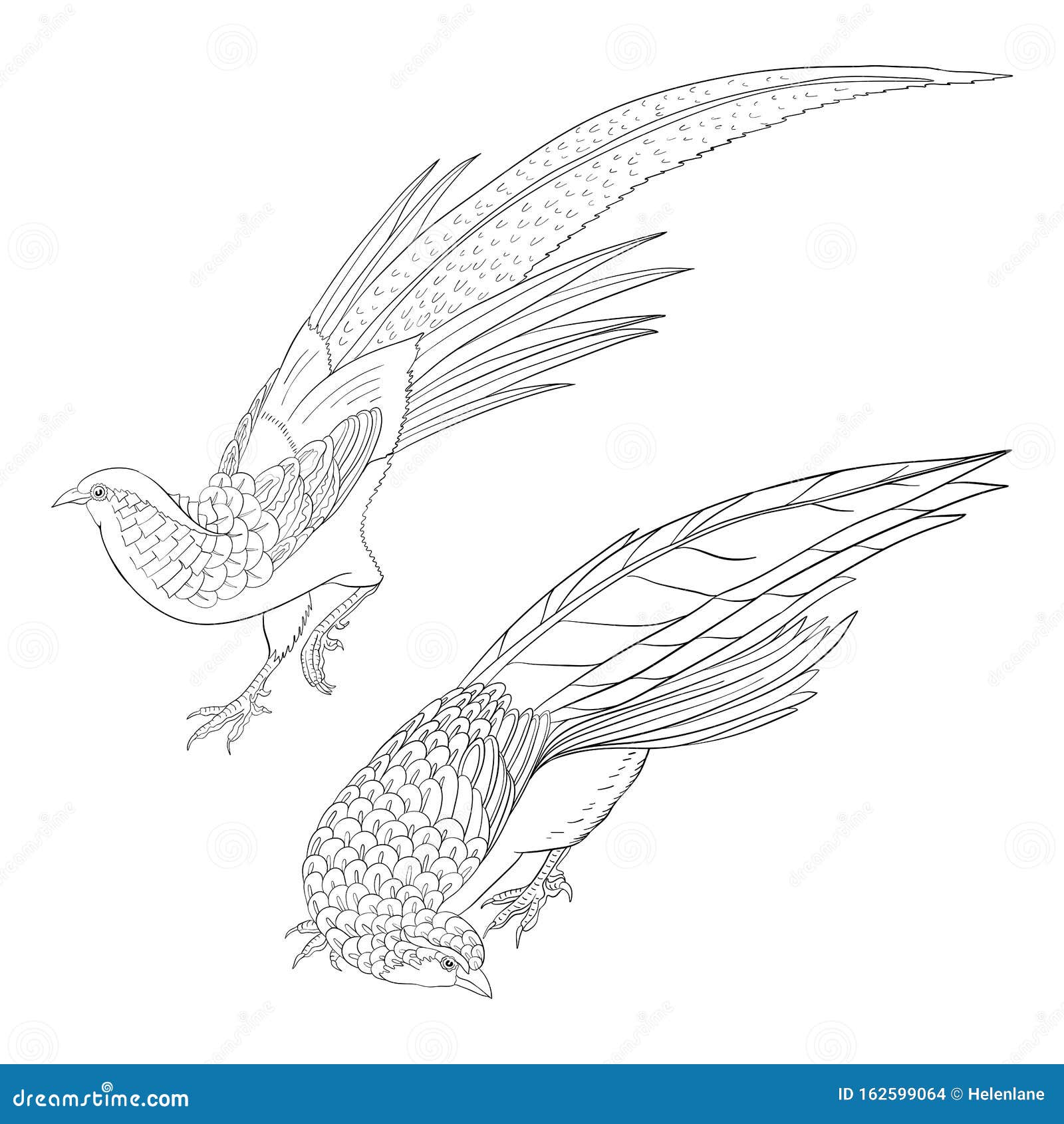 Pheasant, Bird. Set of Elements for Design Stock Vector - Illustration ...