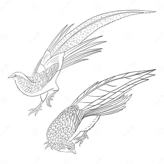 Pheasant, Bird. Set of Elements for Design Stock Vector - Illustration ...